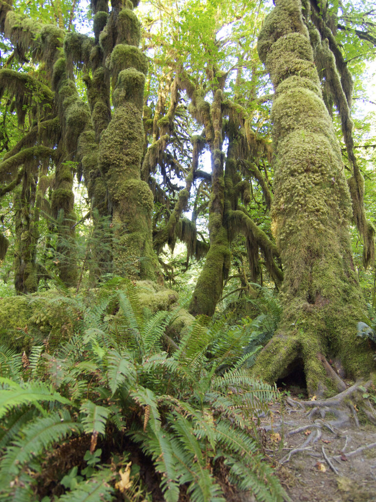 5 Best Tree Hikes in North American National Parks - Thunder Bay Press